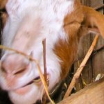 Goat Berries